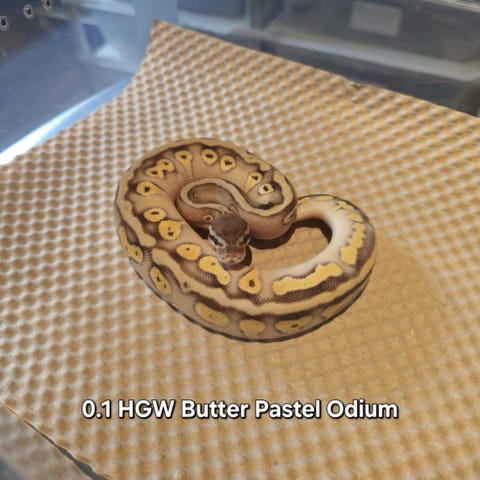 0.1 Kongepython | DBA