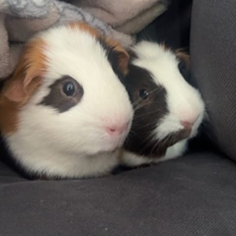 To søde marsvin søger nyt kærligt hjem 🐹💛 | DBA