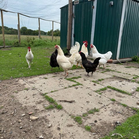 EA høne købes | DBA