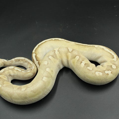 Kongepython, Butterpin. 1,0 | DBA