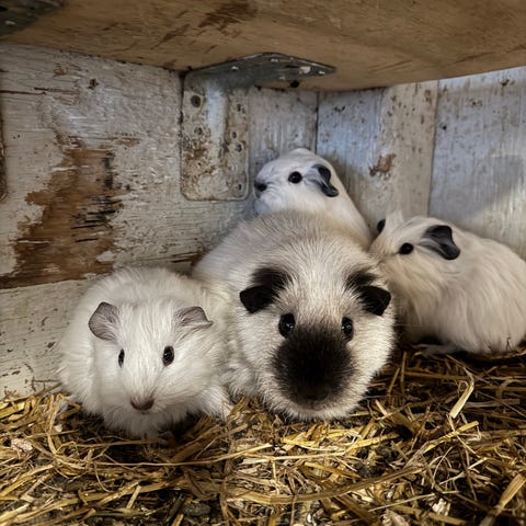 2 stk California marsvin sælges | DBA