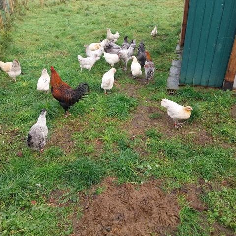 EA høne købes | DBA