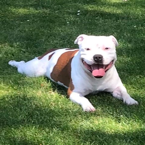 Boston terrier | DBA