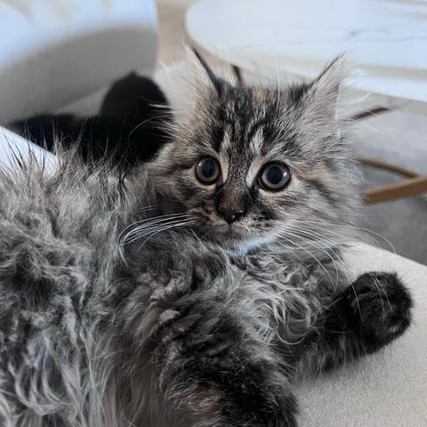 Hankilling, Maine Coon (uden stamtavle) | DBA