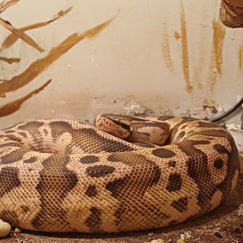 Kongepython coralglow yellowbelly peid | DBA