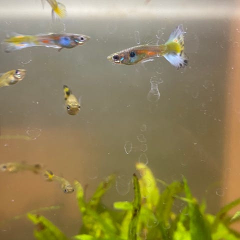 Guppy mix | DBA