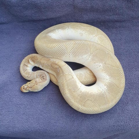 Kongepython coralglow yellowbelly peid | DBA