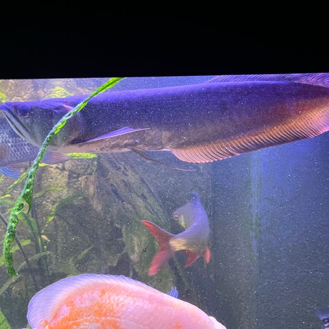 Arowana 2 år | DBA