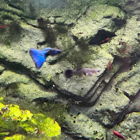 Yellow Tiger Halfmoon guppier | DBA