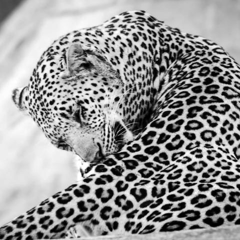 Steve McCurry (1950–) - Man walks behind an elephant carrying a large ...
