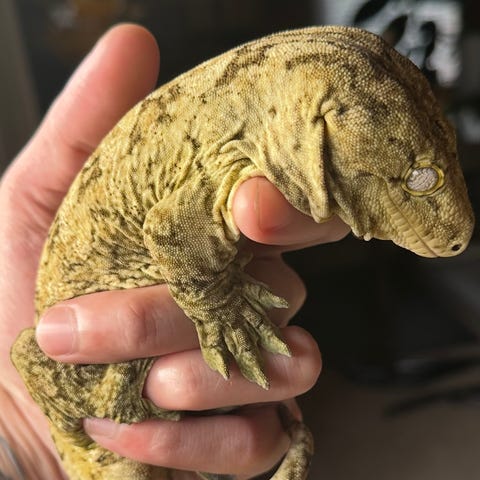 Leachianus “moro” | DBA