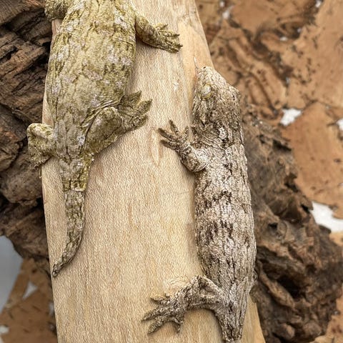 Leachianus “moro” | DBA