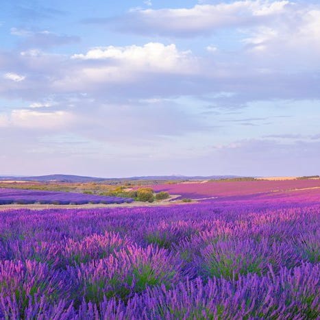 Patrick Antoine - Tram 33 | DBA