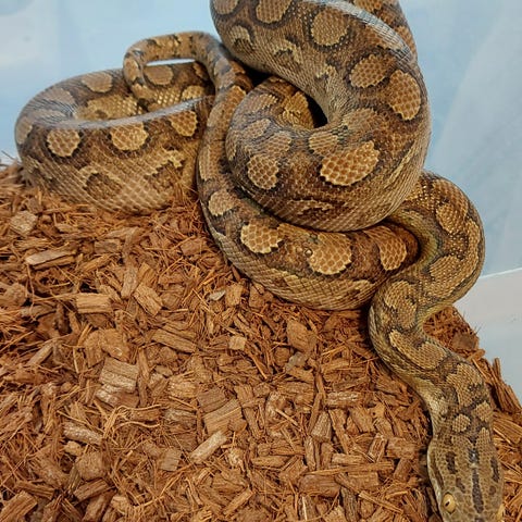 Leachianus “moro” | DBA